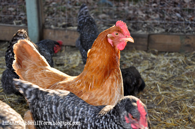 Chicken Feed: Preparing for Summer - Scratch Grain and Water | Life At ...