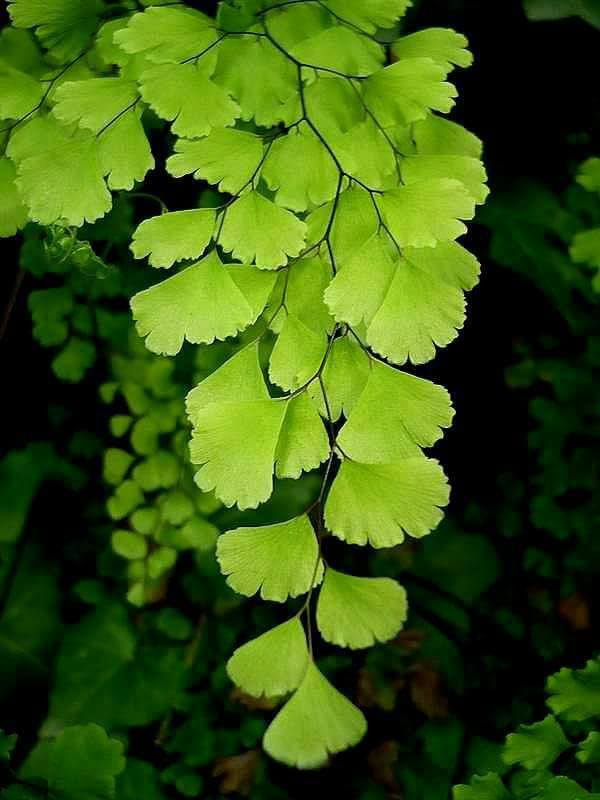 Adiantum Capillus Veneris