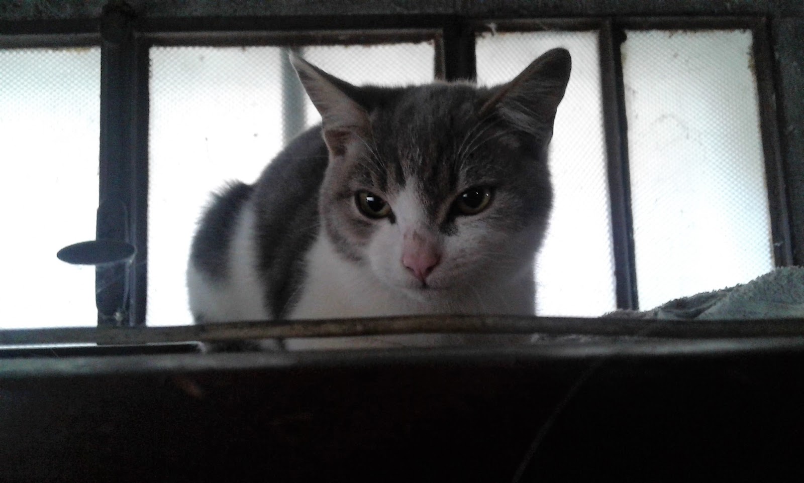 Il nuovo micio di Mirty | OKANiMALi