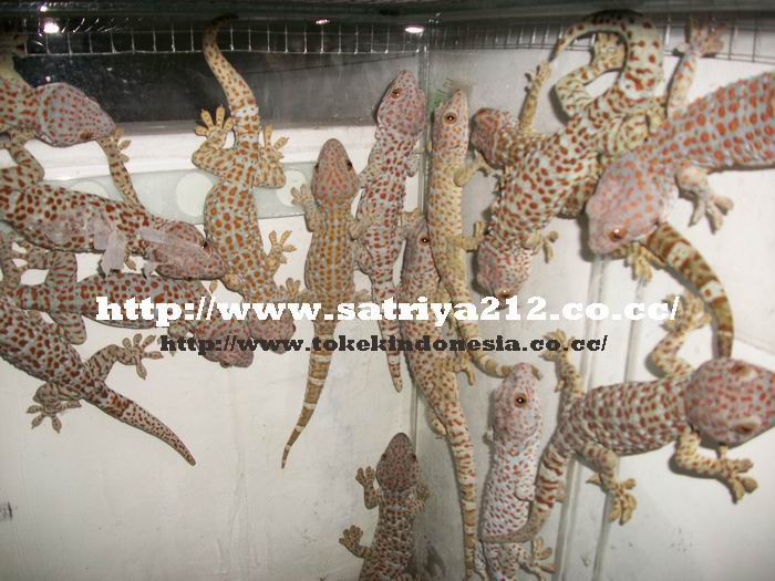 Foto-Foto Tokek - Miftahudin