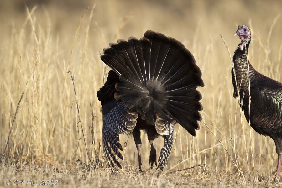 Country Captures: The Wild Turkey: A Bird of many Colors