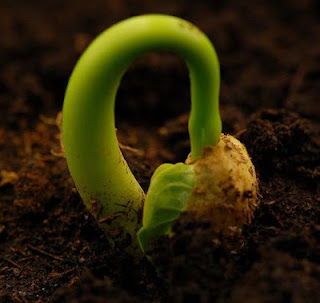 valle del biolocco: Dichiarazione per la libertà dei semi