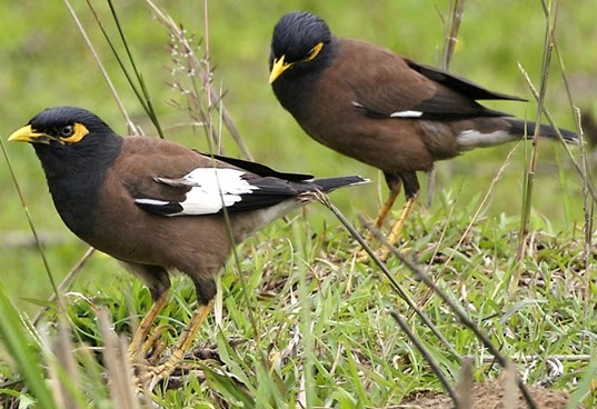 We love Our Bangladesh: Common Myna/Indian Myna(Salik/Shalik Pakhi) is ...
