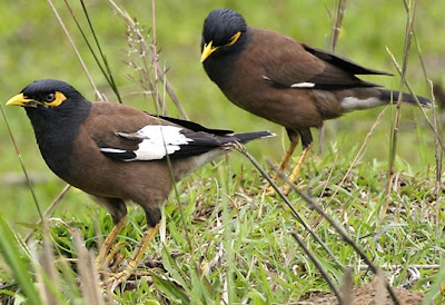 We love Our Bangladesh: Common Myna/Indian Myna(Salik/Shalik Pakhi) is ...