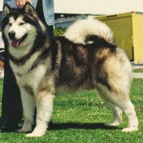 Jenis - jenis Anjing yang ada di Dunia: Anjing Ras Alaskan Malamute