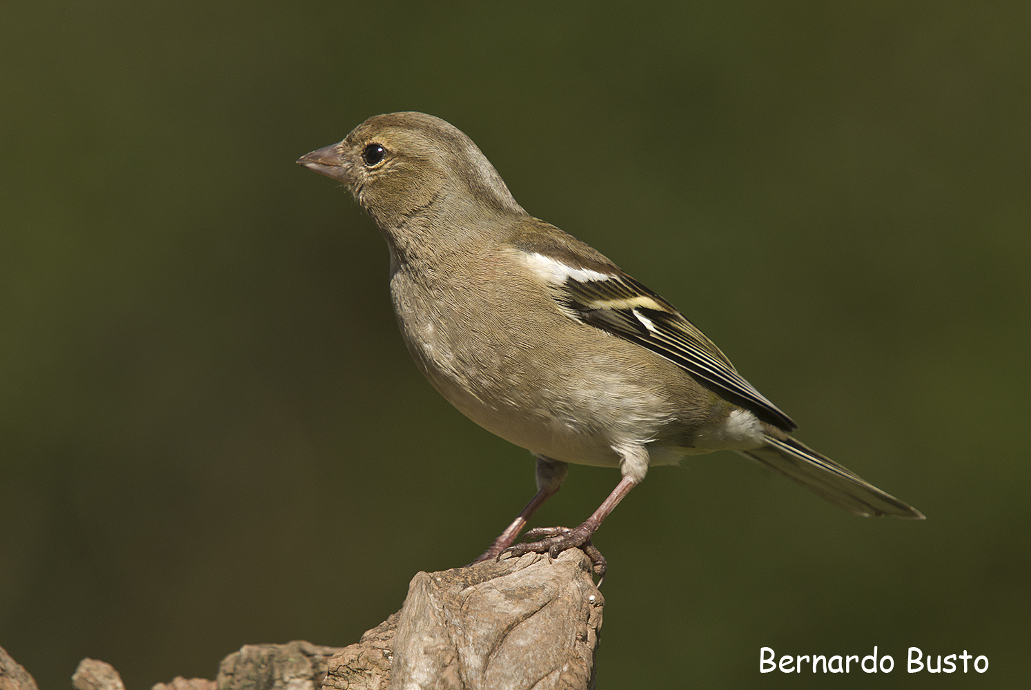 RÍA DE LA VILLA: Pinzones