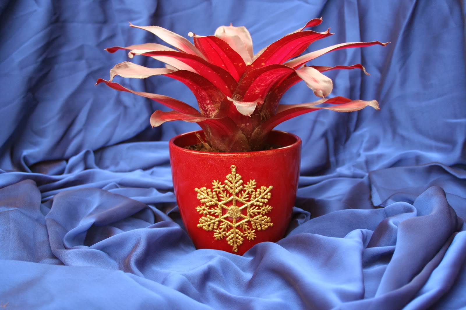 Fascinating Bromeliad: Bromeliads and Tillandsias Christmas style :)