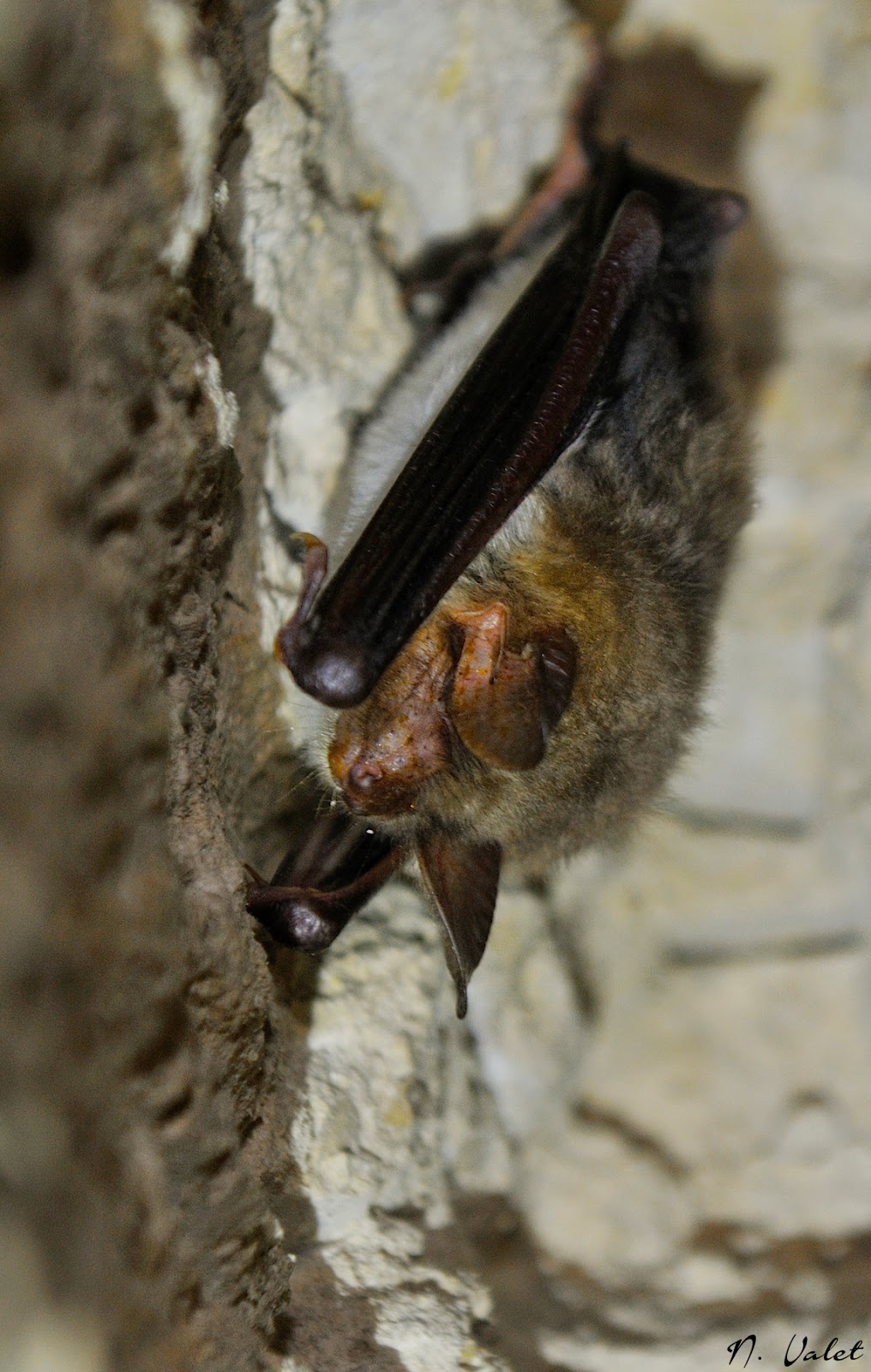Fauneo: Étymologie de "Chauve-souris"
