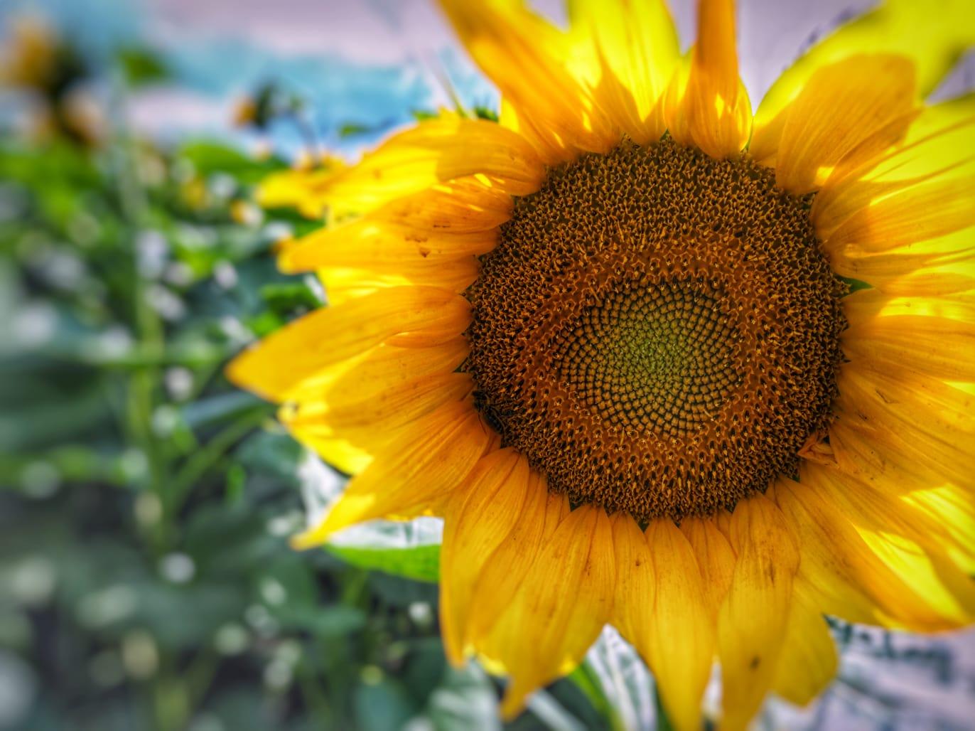 Punct şi virgulă: Multă vară într-o floare