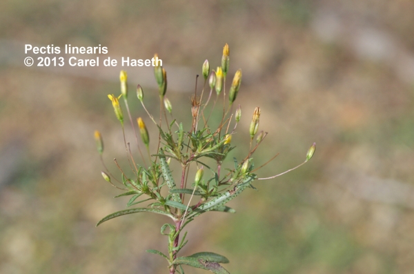 LESSER ANTILLES PLANTS ANGIOSPERMA: ASTERACEAE TRIBU TAGETEAE GAMOPÉTALAS