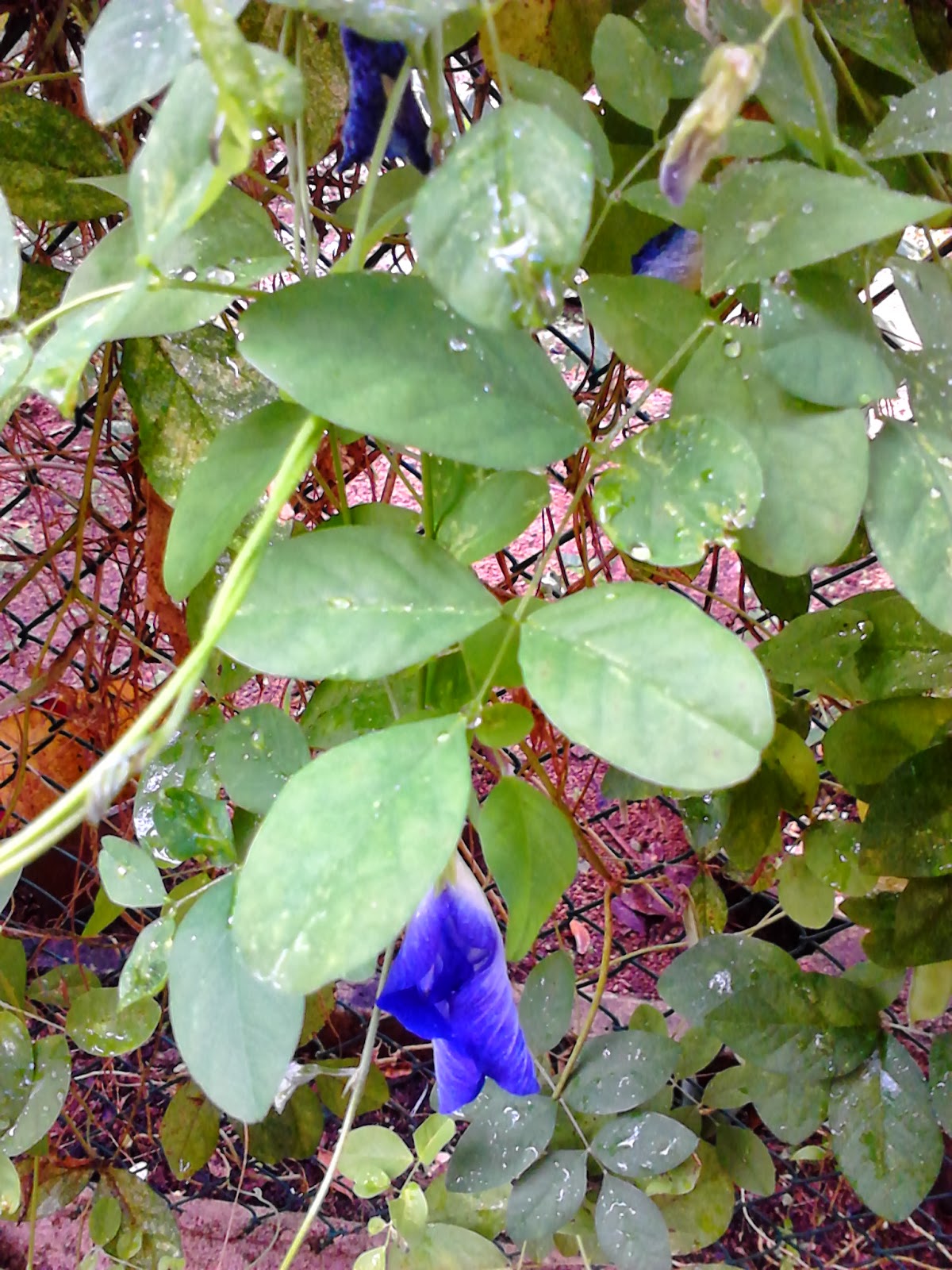 Clitoria terneata - Katarodu - කටරොඩු - Herbal Plants of Asia