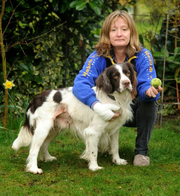 Four legged friends (and enemies): Three Staffordshire bull terriers ...
