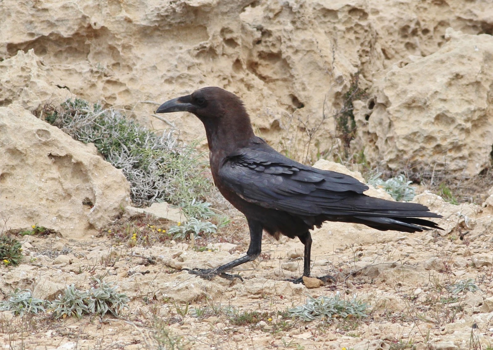 Biodiversity of Cyprus by NGO Protection of the Natural Heritage and ...