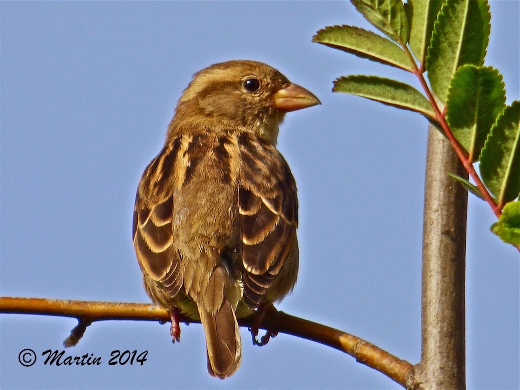Miradas Cantábricas: Aves en el Botanico de Baracaldo...