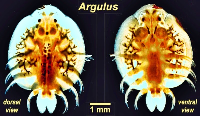 Mengatasi Kutu Ikan pada Ikan Hias - Akuarium Ikan Hias