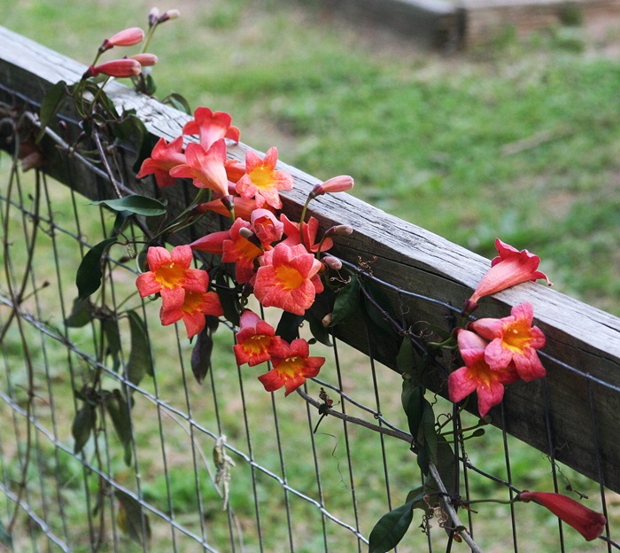 Gardening With Nature: This week in the garden - #56