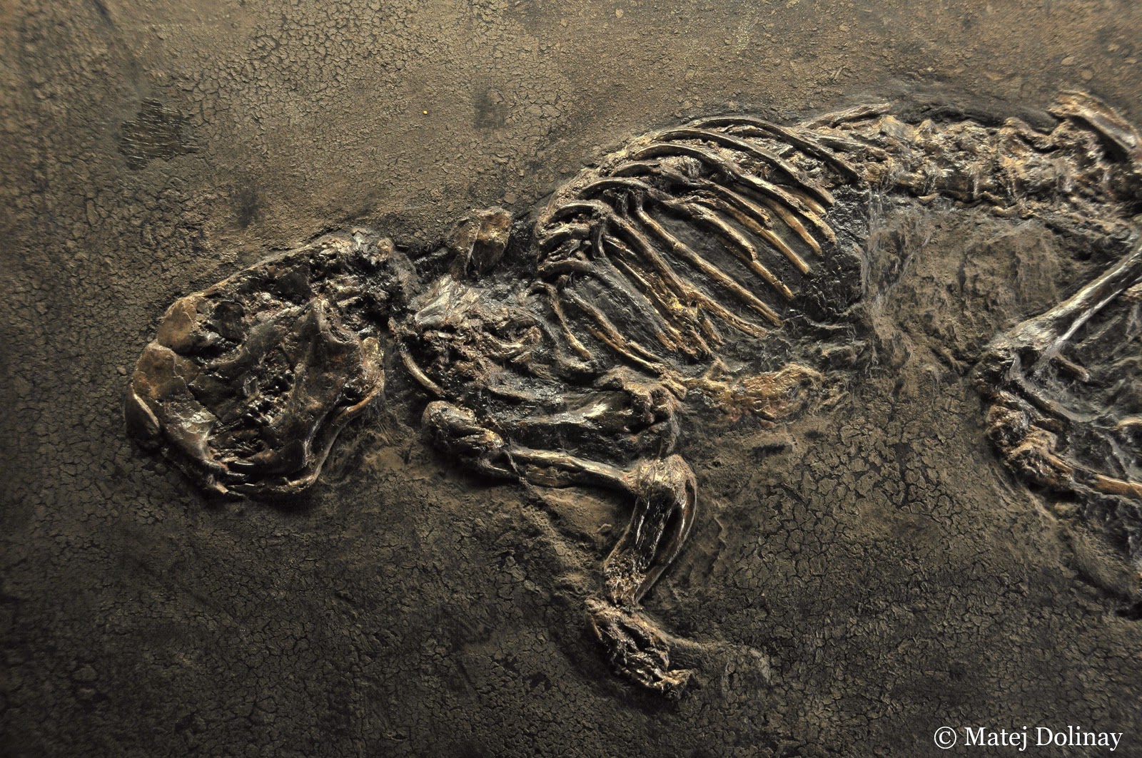 Evolutionary Vertebrate Zoology: Messel on Tour