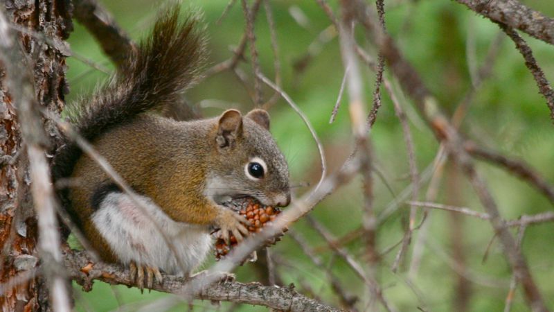 American Red Squirrels