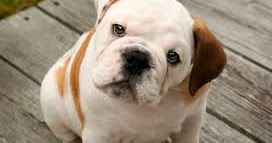 Perro Fino Colombiano | Shot Modificado 1