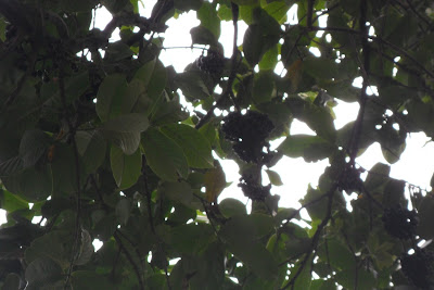 Lady Nyx: Lipote Berries (Syzygium curranii)