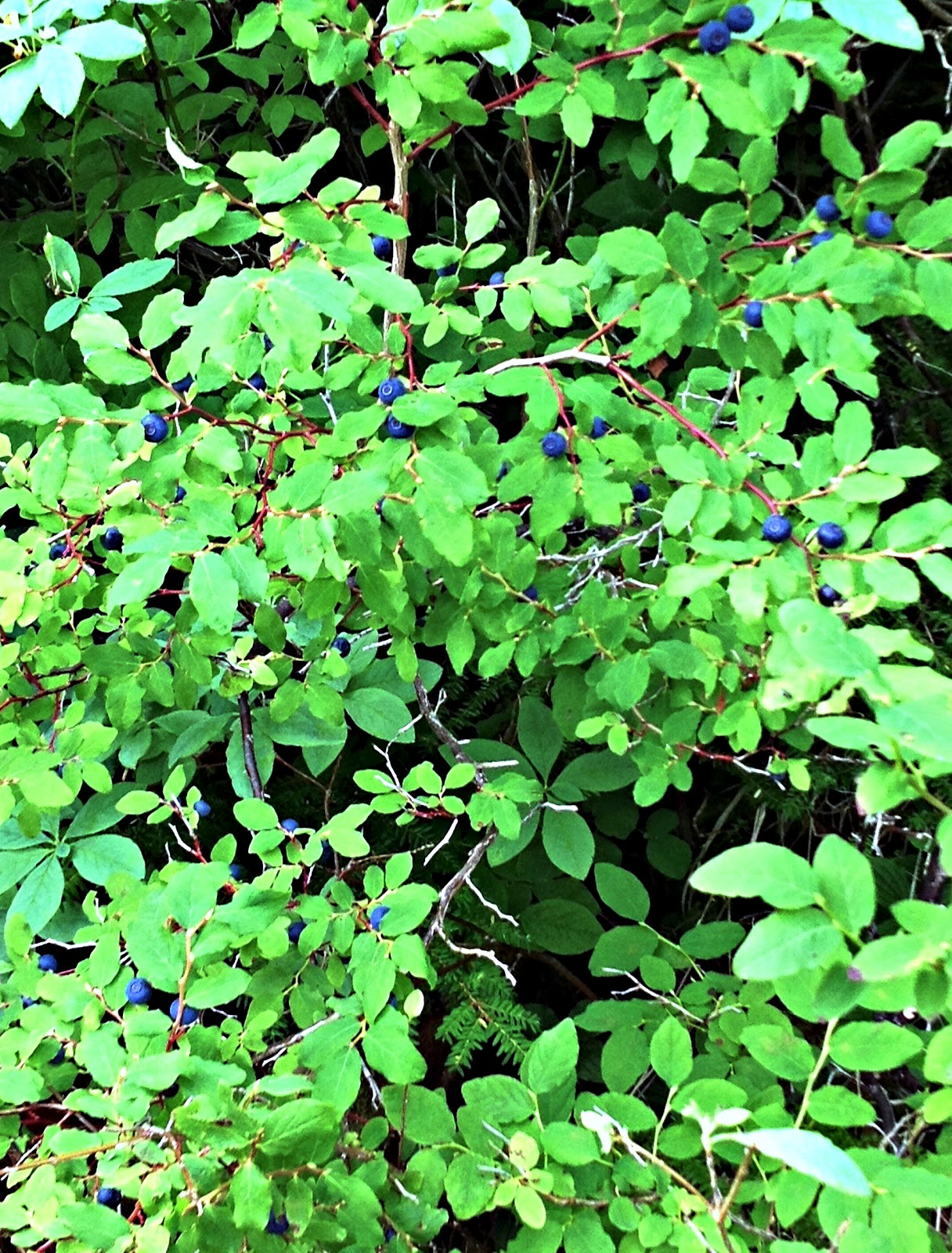 Sandra's Alaska Photography: Plants-Berries-Trees
