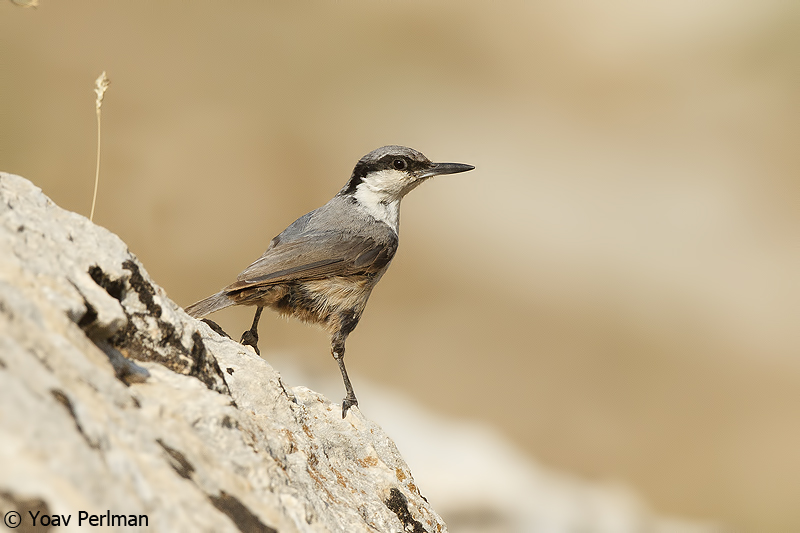 Yoav Perlman - birding, science, conservation, photography: Turkish ...