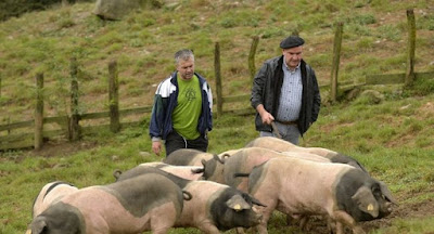 The Beret Project: Basque Pig (Euskal Txerri / Pie Noir du Pays Basque)