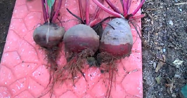 How To Start Beet Indoors - HOME AND GARDEN