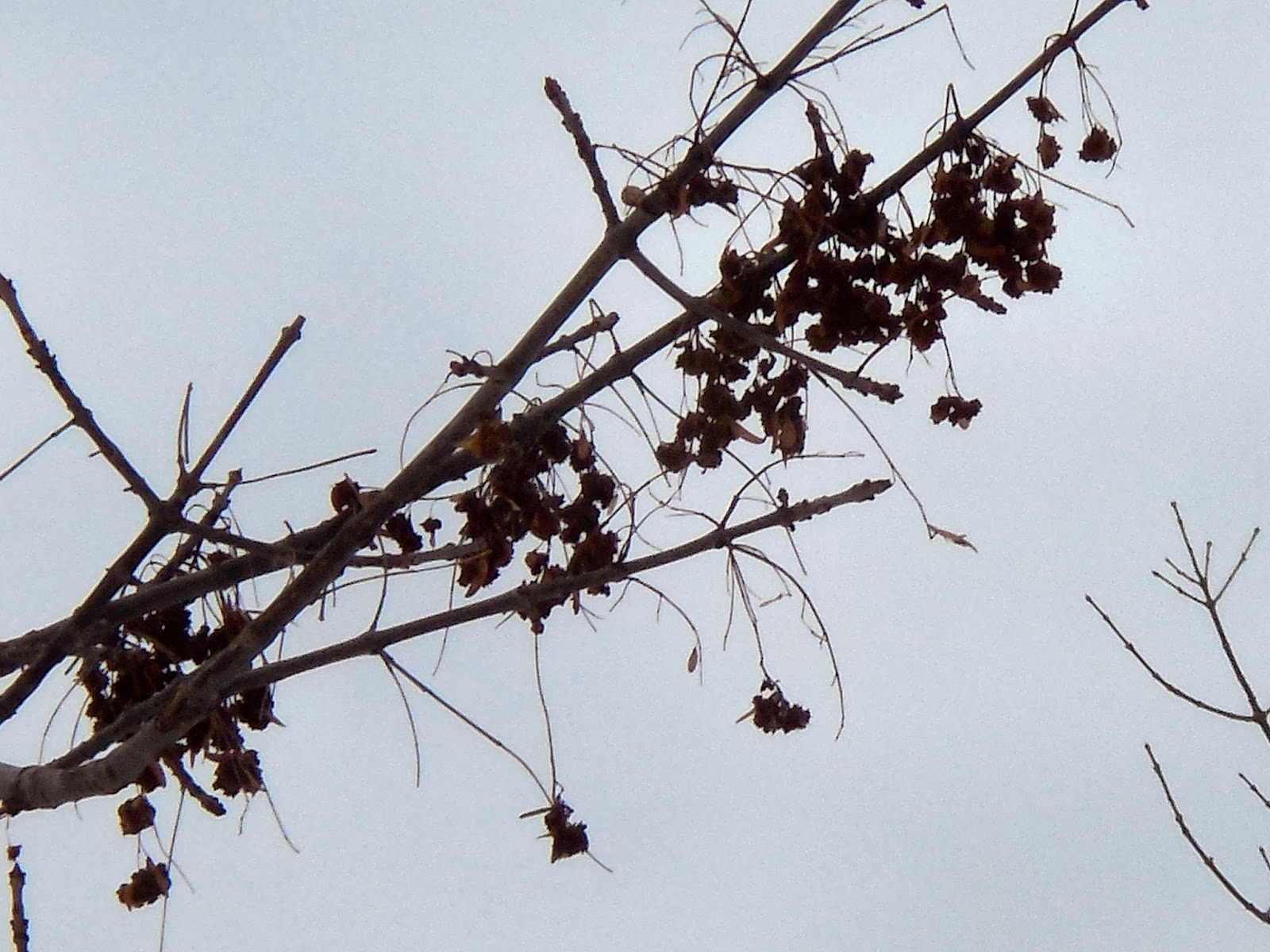 Art's Bayfield Almanac: IDENTIFYING ASH TREES IN WINTER