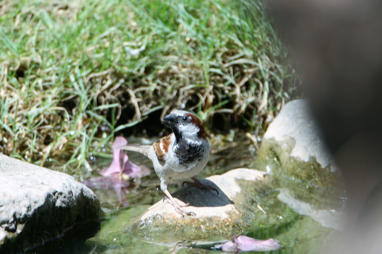 Pajaricos de Murcia: Passer domesticus - Gorrión común