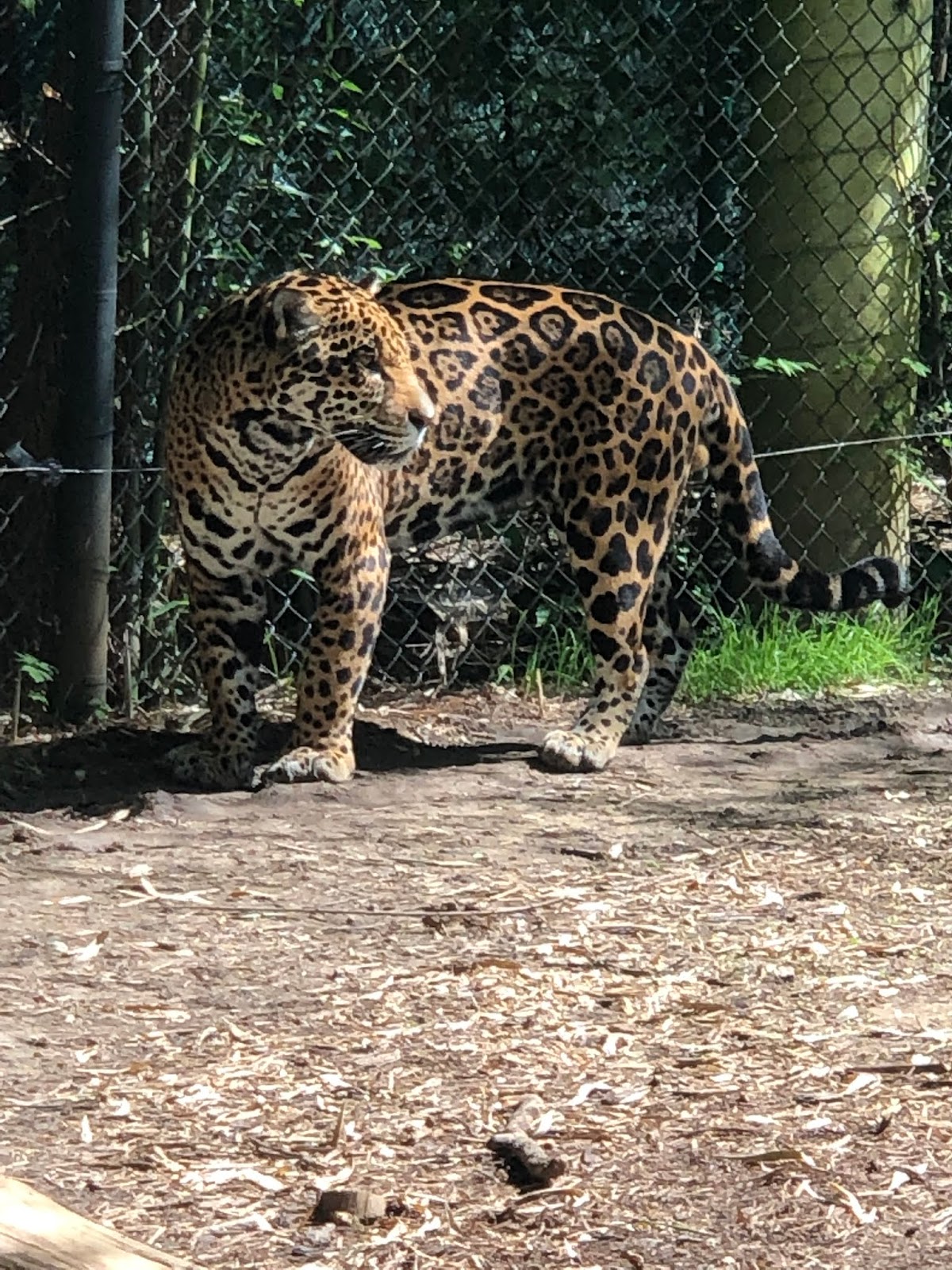 Abundant Family Living: The Chattanooga Zoo
