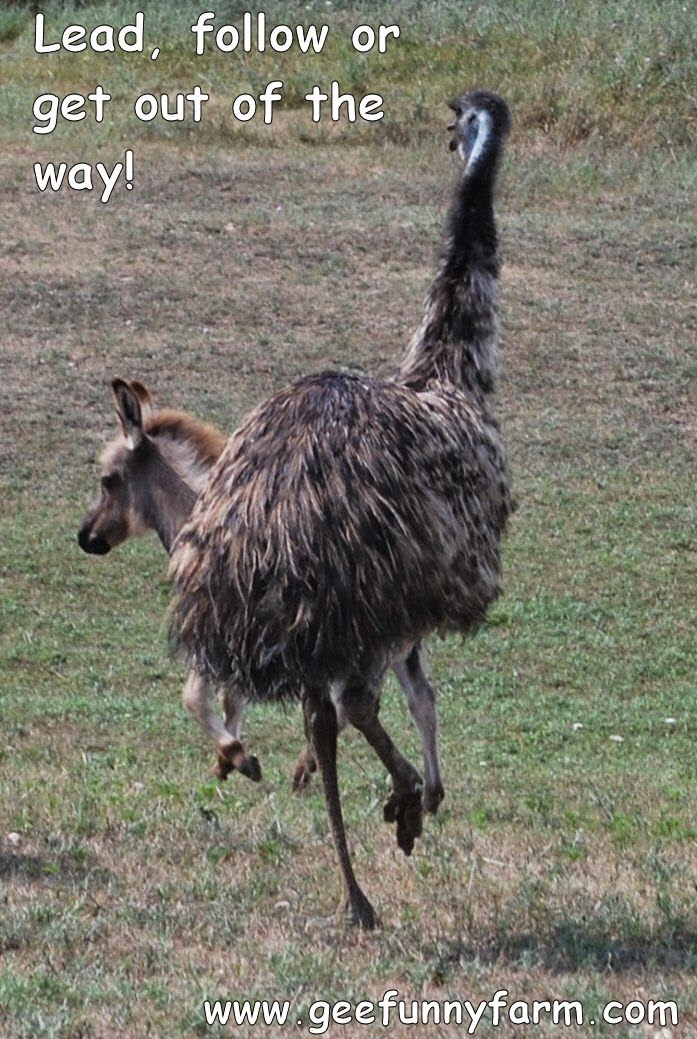 GEE Funny Farm: GEE Funny Farm Memes