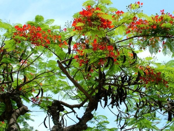 tropicalia: "acácias rubras em flor na cidades de Benguela e Moçâmedes ...