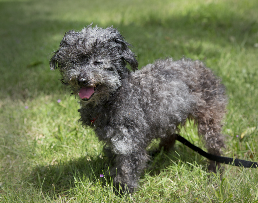 Shelter Dogs of Portland: "LACEY" darling little senior Toy Poodle