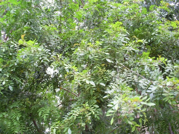 As Árvores do Brasil: Aroeira mansa - Schinus terebinthifolius