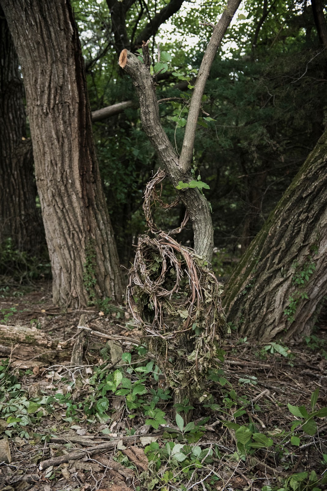 Vine Wraps - Jill Ruth & Co.