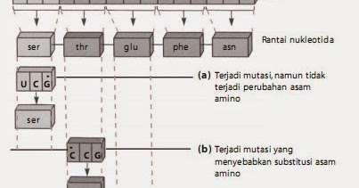 Pola-Pola Hereditas: Macam-Macam Mutasi Gen dan Kromosom Pada Manusia ...