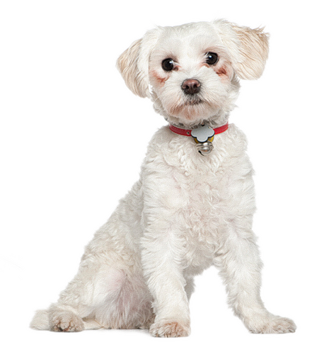 ZOOM DISEÑO Y FOTOGRAFIA: perritos, mascotas,png transparente