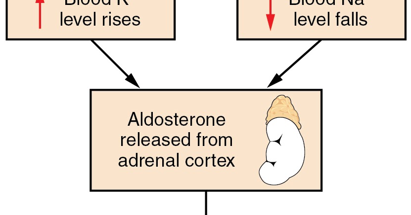 腎小管兩側鉀離子濃度差 Transtubular K Gradient, TTKG