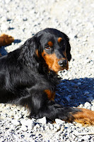 Un Animal, Una Vida: SETTER