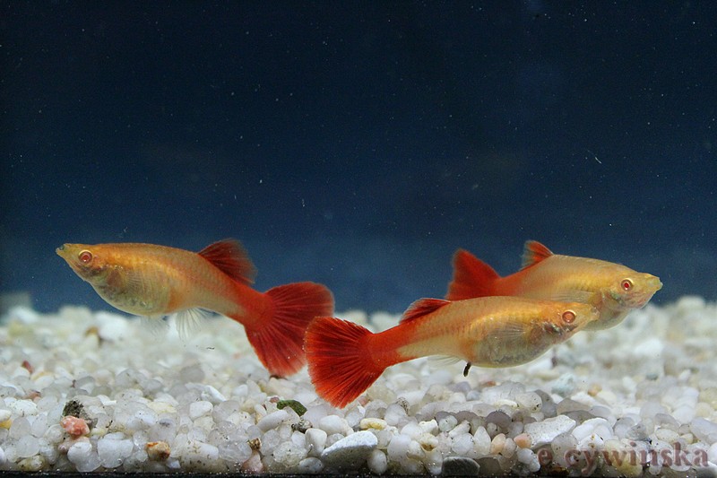 xiphophorus.pl: Gupiki albino full red