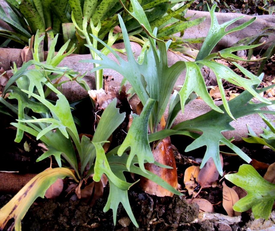 Taxonomia Plantae no Magnoliopsida: Phylum Tracheophyta Clase ...