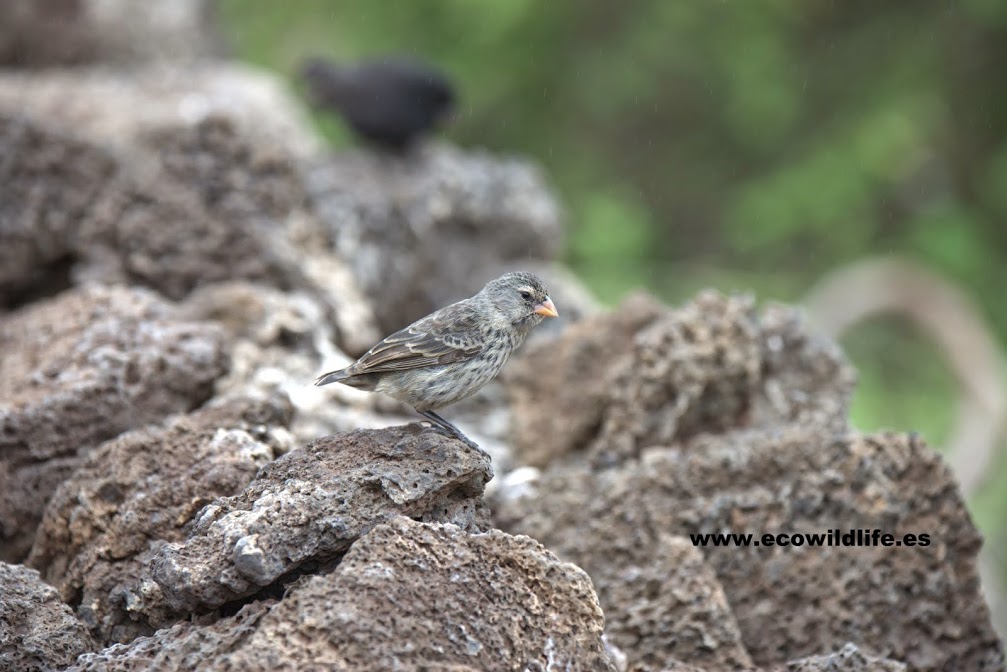 ECOWILDLIFE BIRDWATCHING: ISLAS GALAPAGOS: LOS VAMPIROS DE LA ESPAÑOLA