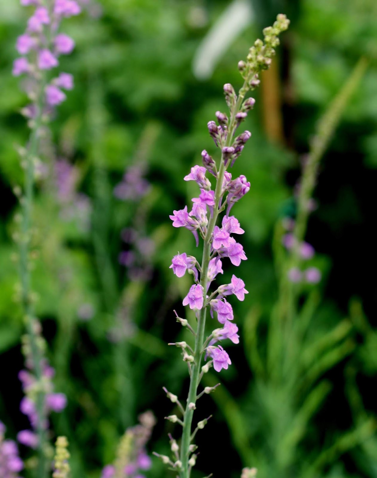 Jardin à Welekete: Linaria purpurea