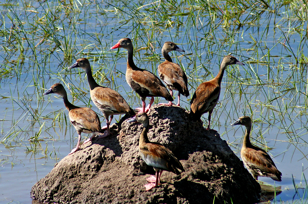 Bellas Aves de El Salvador: Dendrocygna autumnalis (pichiche o pishishe ...