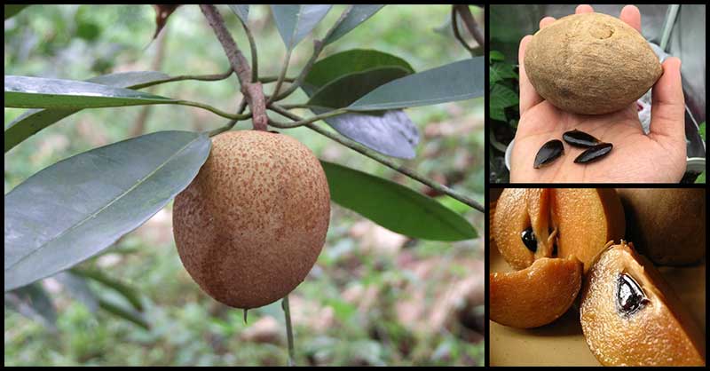 How Chico Fruit Benefits Our Body | Dr Farrah MD