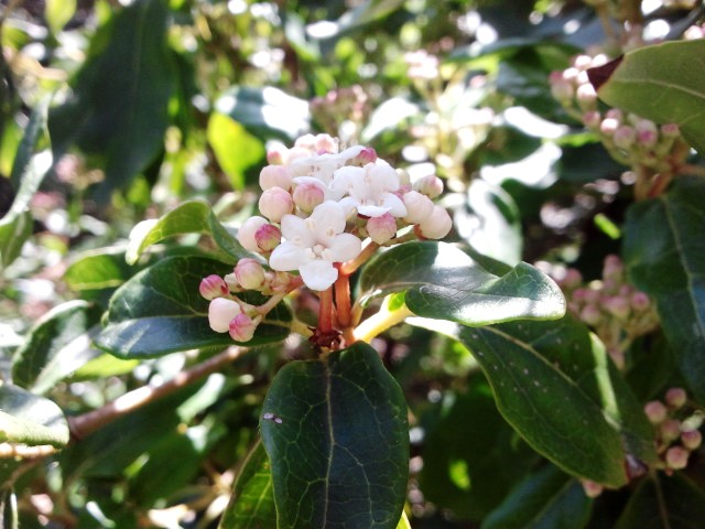 Un Jardín en la Sierra de Madrid: Viburnum tinus, una buena elección