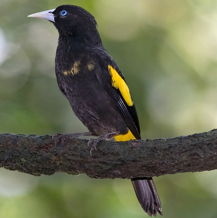 Blog do Edu Ambiental: Xexéu