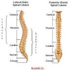Nama tulang beserta nama latinnya