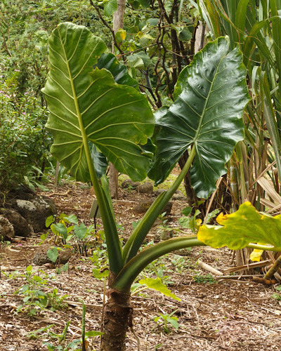 Samoan Cusine: Fa'alifu Talo/Ta'amu